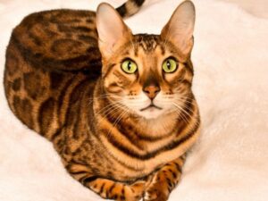 24 Hybrid Cat Breeds That You Would Find Exotic - The Goody Pet