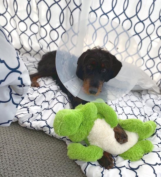 Doberman Poodle Mix - Your Complete Breed Guide To The Doodleman ...