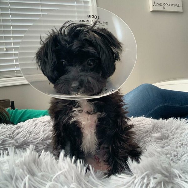 Havanese Poodle Mix - Your Complete Breed Guide To The Havapoo - The ...