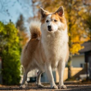 21 Sheepdog Breeds That Love Herding Sheep - The Goody Pet
