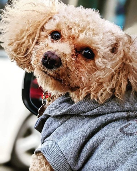 Teddy Bear Poodle - Your Complete Breed Guide - The Goody Pet