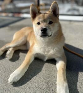 21 Shiba Inu Mixes That You Would Find Adorable - The Goody Pet