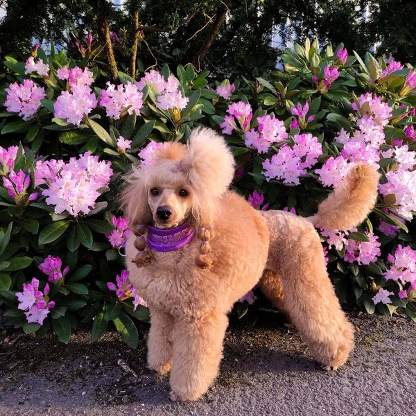 Medium Poodle - Your Complete Breed Guide To The Moyen Poodle - The ...
