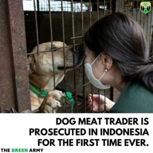 What Countries Eat Dogs? 17 Places Around The World Where You Can Have ...