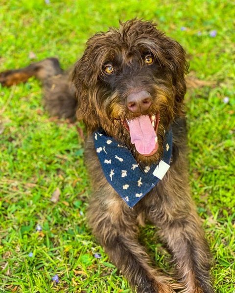 Doberman Poodle Mix - Your Complete Breed Guide To The Doodleman ...