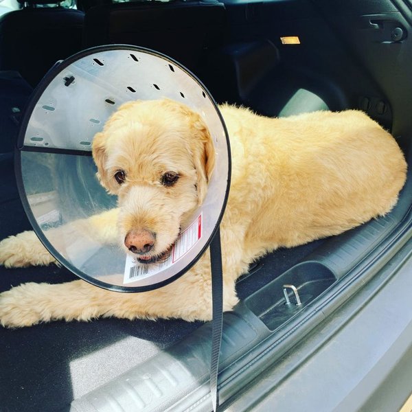 How To Clean A Dog's Ear Infection? Identifying Symptoms And Taking ...