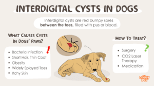 Interdigital Cysts In Dogs - Causes, Treatment And Prevention Tips ...