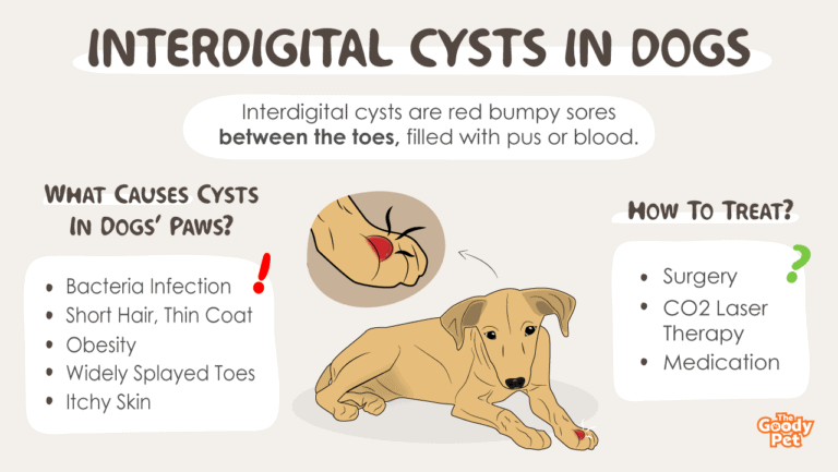 Interdigital Cysts In Dogs - Causes, Treatment And Prevention Tips ...