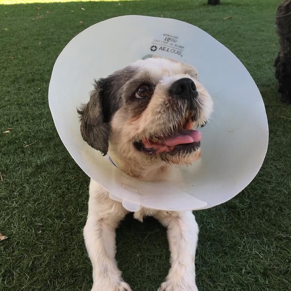 Bulldog Shih Tzu Mix - Your Complete Breed Guide - The Goody Pet