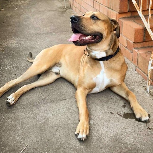 39 Mastiff Breeds That Have A Towering And Commanding Presence - The ...