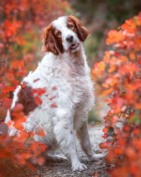 4 Setter Dog Breeds Historically Known For Sporting - The Goody Pet
