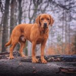 Red Fox Labrador - Your Complete Breed Guide - The Goody Pet