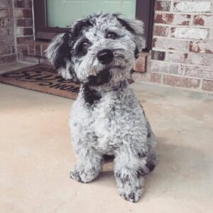 Merle Poodle - Your Complete Breed Guide - The Goody Pet