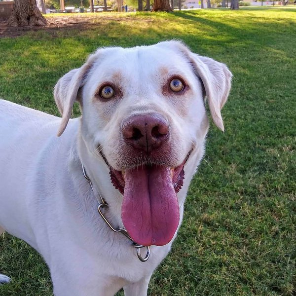 What Is A Dudley Lab? - Unique Pink Nose! - The Goody Pet