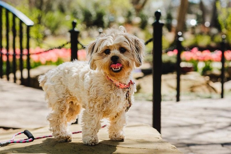Shih Tzu Yorkie Mix - Your Complete Breed Guide To The Shorkie - The ...