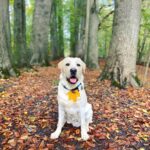 White Labrador - Your Complete Breed Guide - The Goody Pet