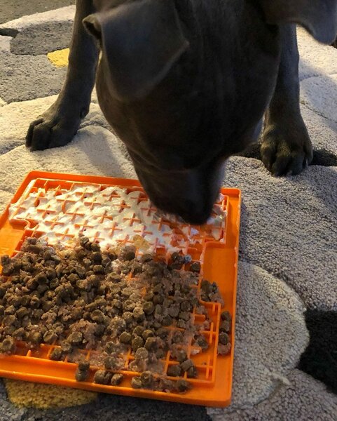 Can Dogs Eat Cream Cheese? Yes, But... - The Goody Pet