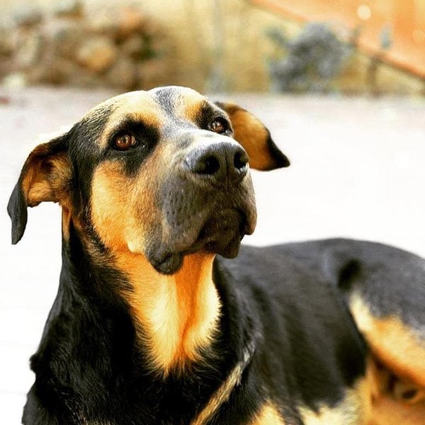 German Shepherd Lab Mix - Your Complete German Sheprador Breed Guide ...