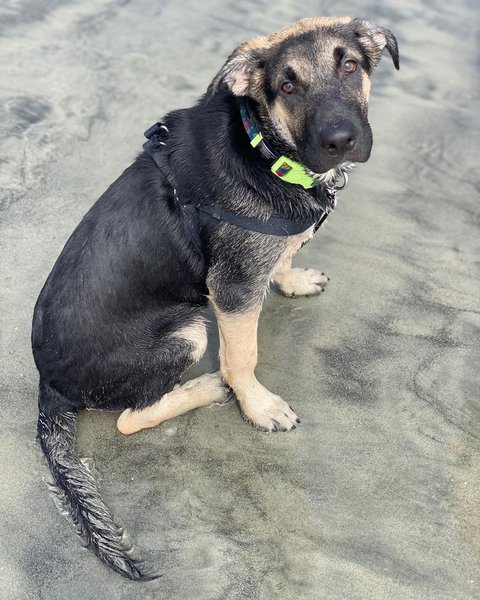 German Shepherd Lab Mix - Your Complete German Sheprador Breed Guide ...