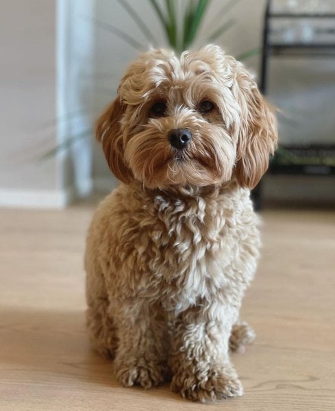 Havanese Poodle Mix - Your Complete Breed Guide To The Havapoo - The ...