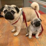 Baby Pug: A Complete Guide To Caring Your Young Pug - The Goody Pet