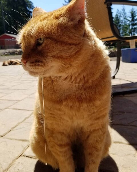 Why Does My Cat Drool - Should I Be Concerned? - The Goody Pet