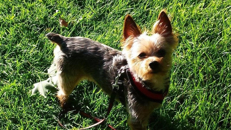 Why Do Dogs Kick After They Pee? As An Act Of Embarrassment? Certainly ...