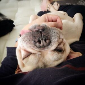 Why Is My Dog Twitching? Understanding Causes And How To Help Your Dog ...