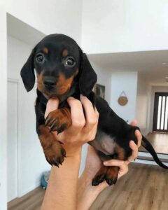 What Is A Double Dapple Dachshund & Their Serious Health Concerns - The ...