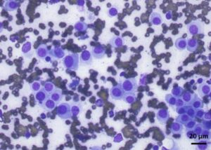 Skin Tags On Dogs - A 2024 Complete Guide - The Goody Pet