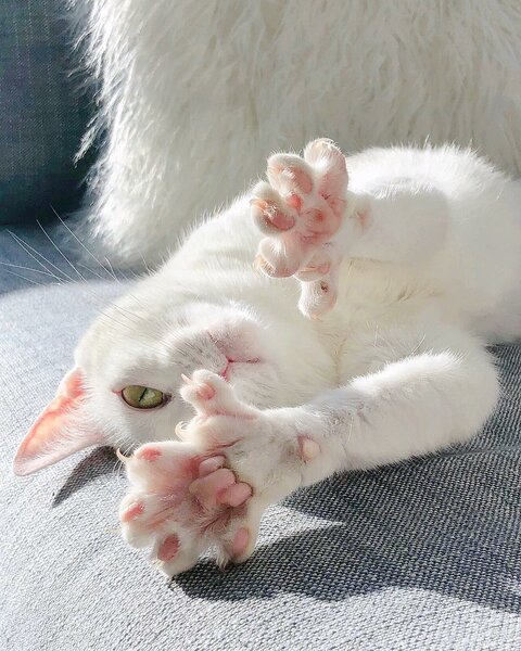 Polydactyl Cat 101: Ultimate Guide + FAQs - The Goody Pet