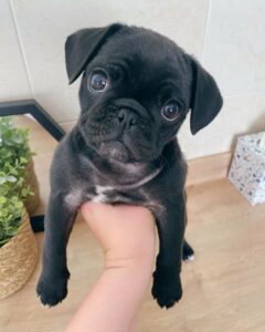 Mini Pug: A Complete Guide To This Small Pug Breed - The Goody Pet