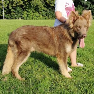 21 Gorgeous Colors And Patterns Of A German Shepherd - The Goody Pet