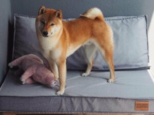 Do Shibas Shed? A Guide To Shiba Inu Shedding - The Goody Pet