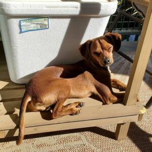 43 Adorable Dachshund Mixes That You Never Knew Existed - The Goody Pet