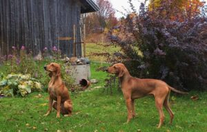 17 Most Popular Italian Dog Breeds - Recognize Them All? - The Goody Pet