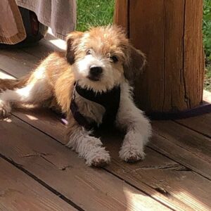 39 Jack Russell Terrier Mixes That You Would Find Them Adorable - The ...