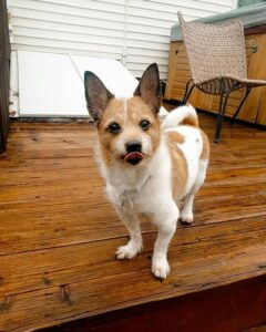 39 Jack Russell Terrier Mixes That You Would Find Them Adorable - The ...