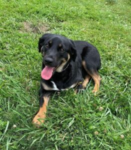 39 Jack Russell Terrier Mixes That You Would Find Them Adorable - The ...