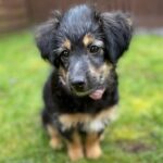 62 Poodle Mixes That You Cannot Remember Them All - The Goody Pet