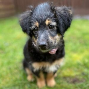 62 Poodle Mixes That You Cannot Remember Them All - The Goody Pet