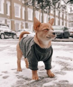 36 Pomeranian Mixes That You Would Find Adorable - The Goody Pet
