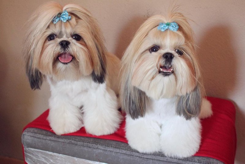 21 Shih Tzu Hairstyles That Would Make Your Shih Tzu A Star - The Goody Pet