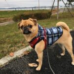 49 Pug Mixes That You Never Know Existed - The Goody Pet