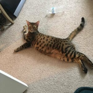 24 Hybrid Cat Breeds That You Would Find Exotic - The Goody Pet