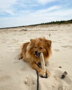 27 Dog Friendly Beaches In USA That Both You And Your Dog Should Visit ...