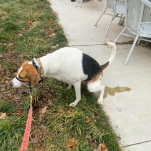 11 Expert Tips To Potty Training A Stubborn Puppy - The Goody Pet