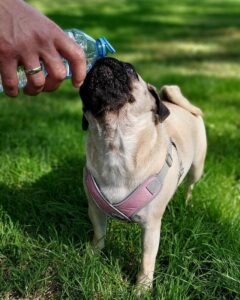 11 Safety Tips If Your Dog Ate An Ant Trap - The Goody Pet