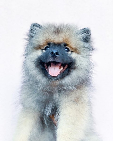 43 Fluffiest Dog Breeds: Cuddle & Snuggle! - The Goody Pet
