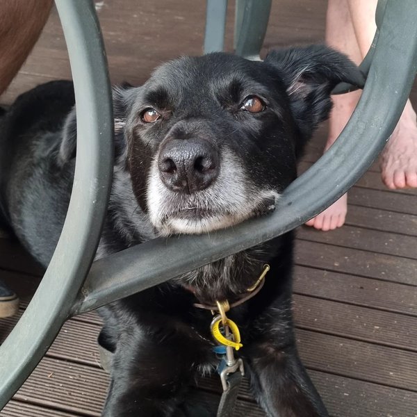 46 Black Lab Mixes That Will Put A Smile On Batman - The Goody Pet